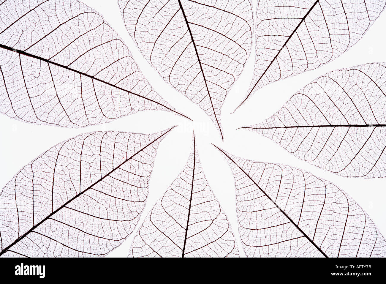 Skeleton leaf pattern Cut Out Stock Images & Pictures - Alamy