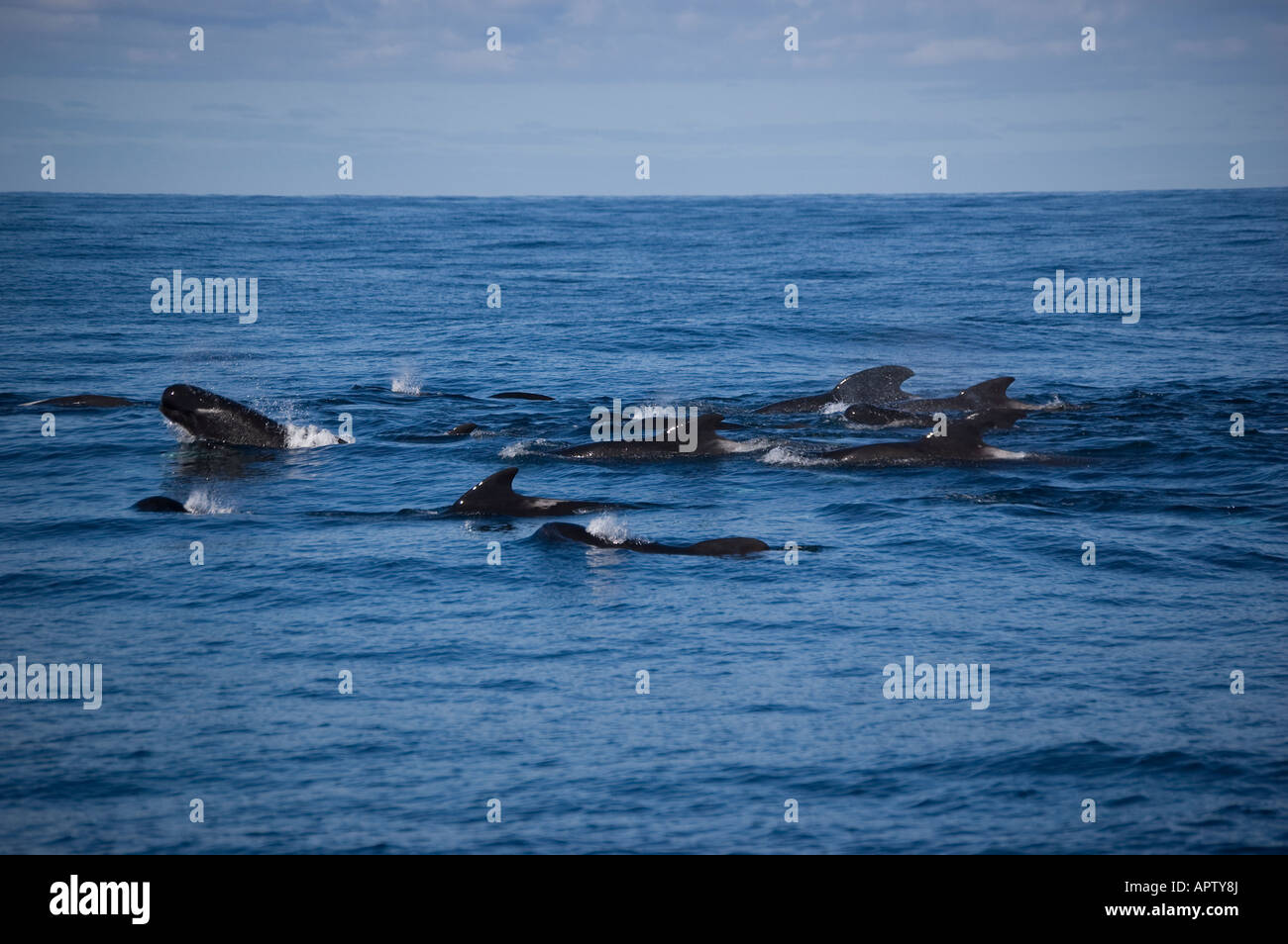 Long-finned Pilot Whales (Globicephala malaena) Kaikoura New Zealand ...