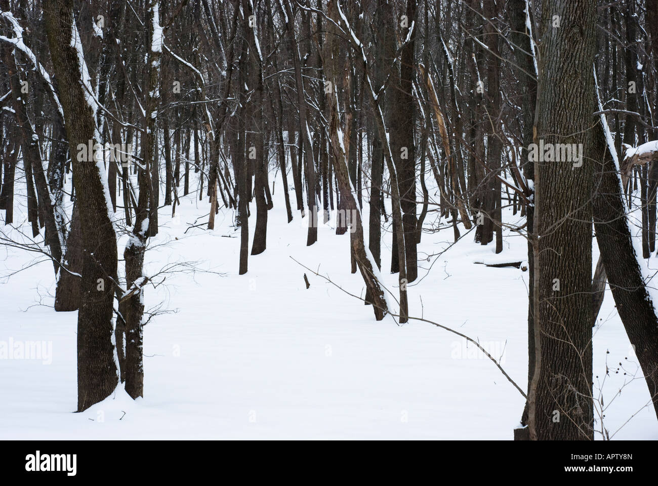 group of trees coming up through the snow Stock Photo - Alamy