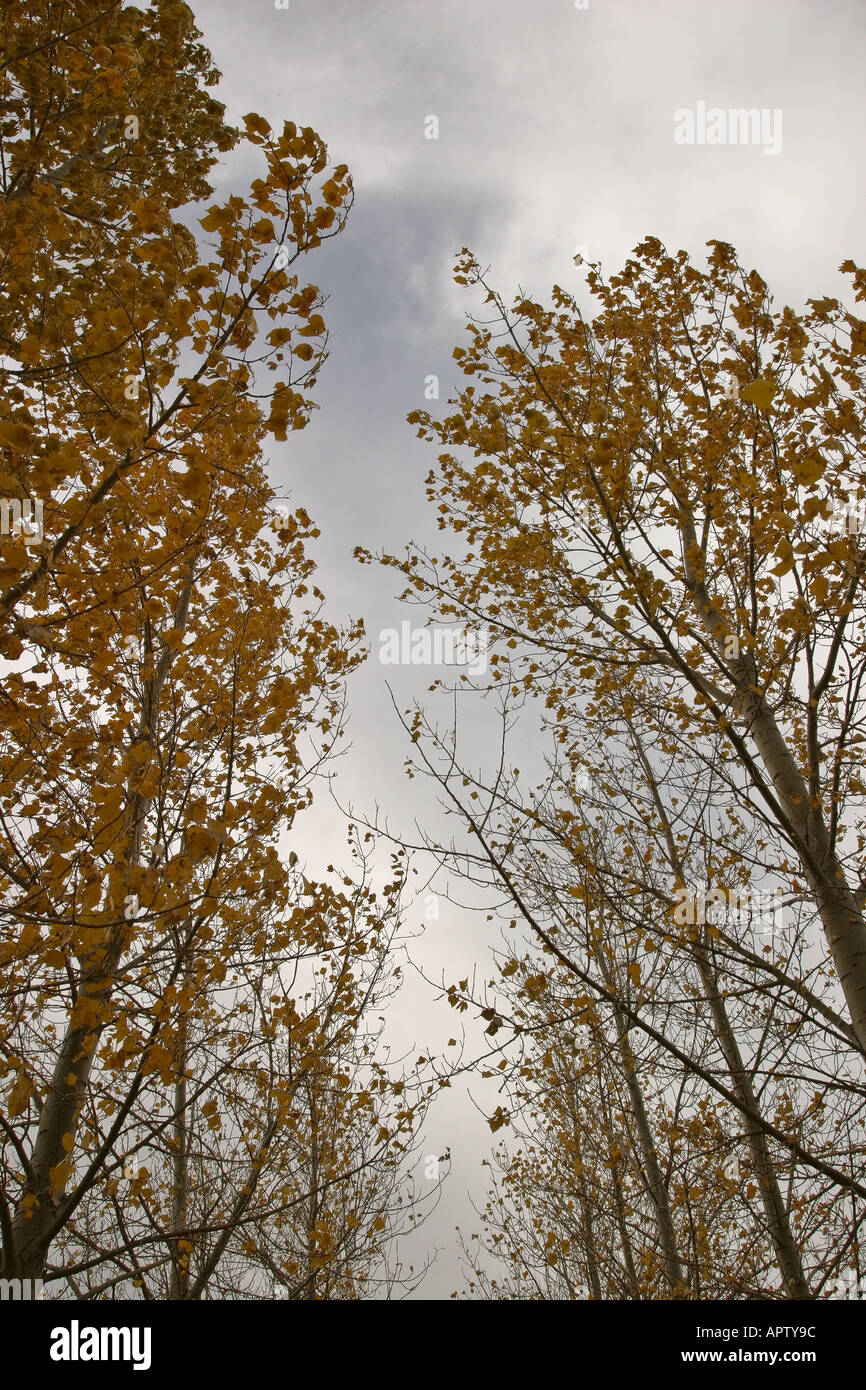 Two rows of trees in autumn in scenic Southern Saskatchewan Canada ...