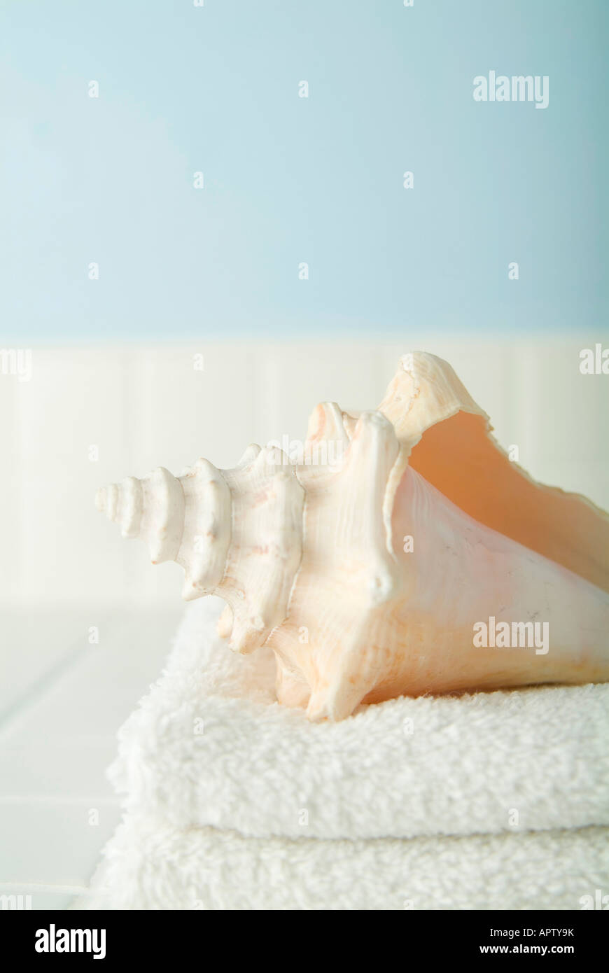 Shell in Bathroom Stock Photo - Alamy