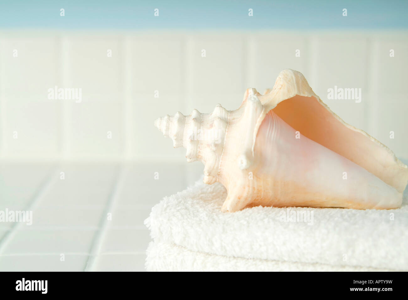 Shell in Bathroom Stock Photo - Alamy