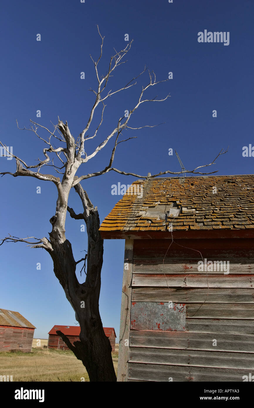 Dead tree beside old farm house in scenic Southern Saskatchewan Canada ...