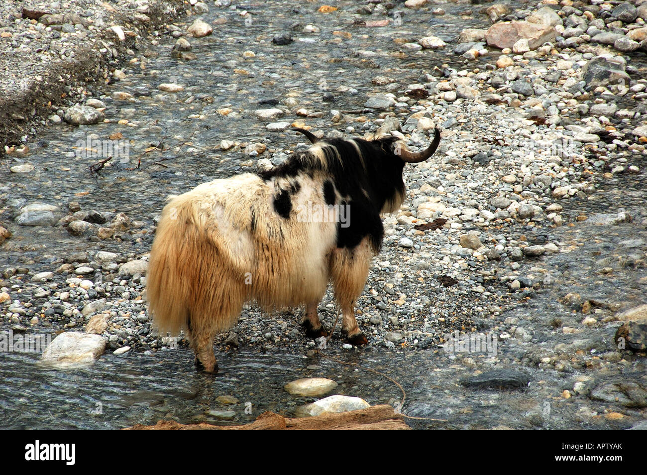 Tibetan yak standing in creek hi-res stock photography and images - Alamy