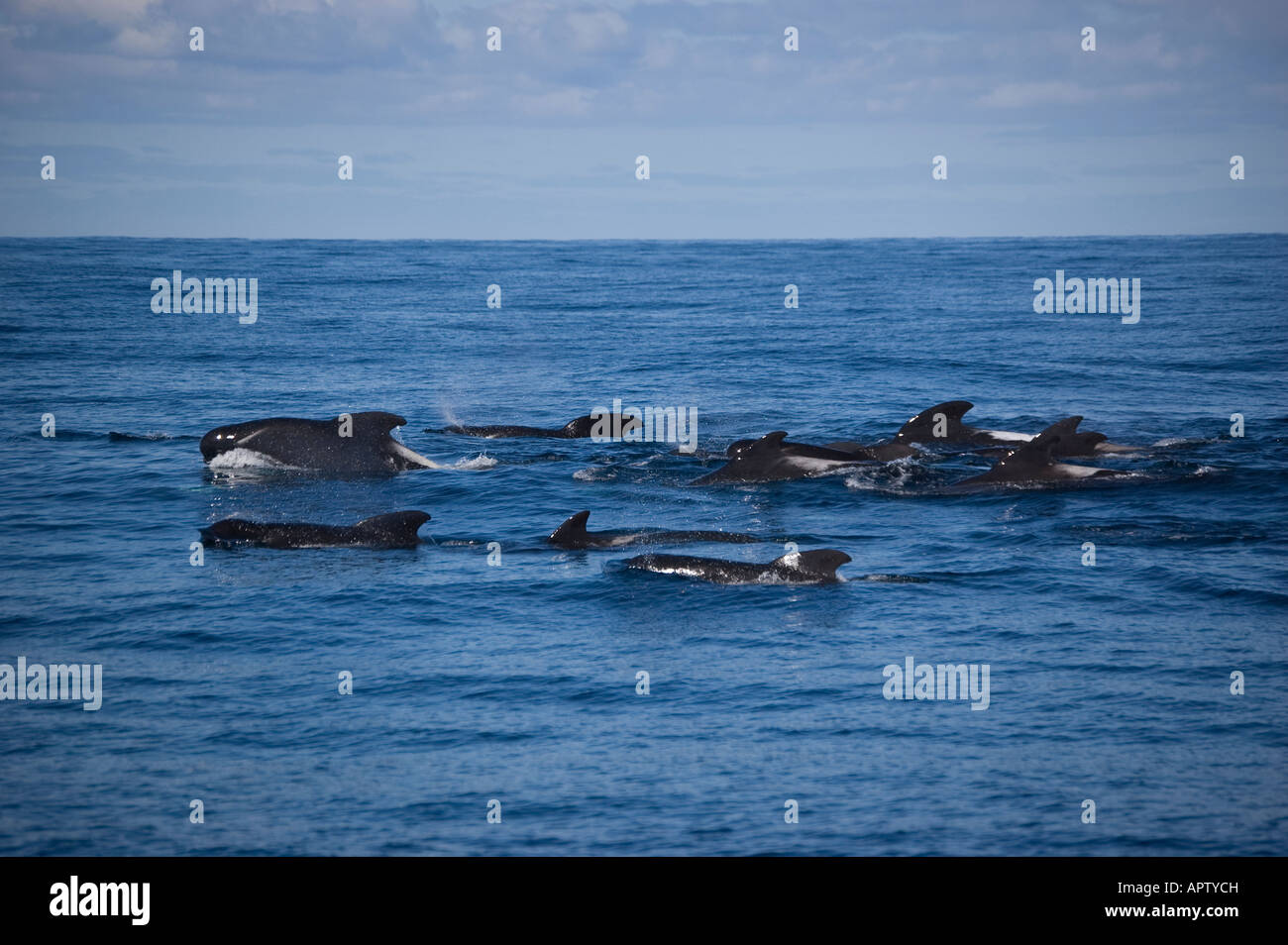 Long-finned Pilot Whales (Globicephala malaena) Kaikoura New Zealand ...