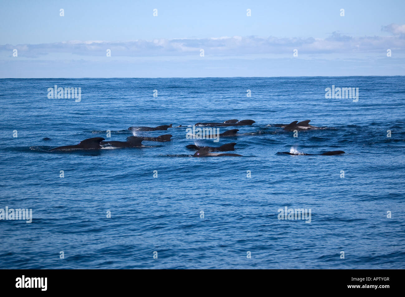 Long-finned Pilot Whales (Globicephala malaena) Kaikoura New Zealand ...