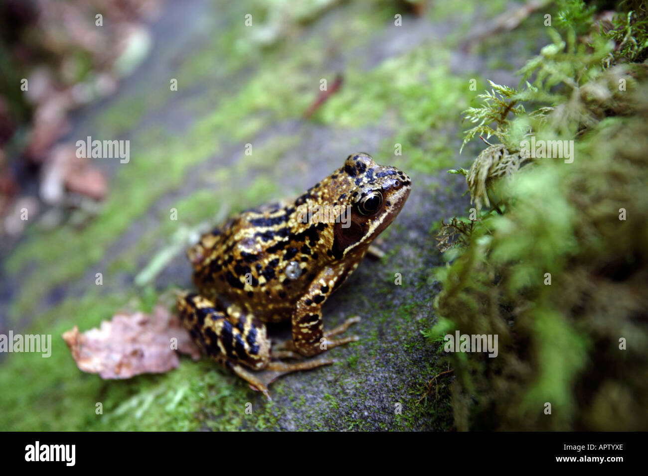 Irish frog hi-res stock photography and images - Alamy