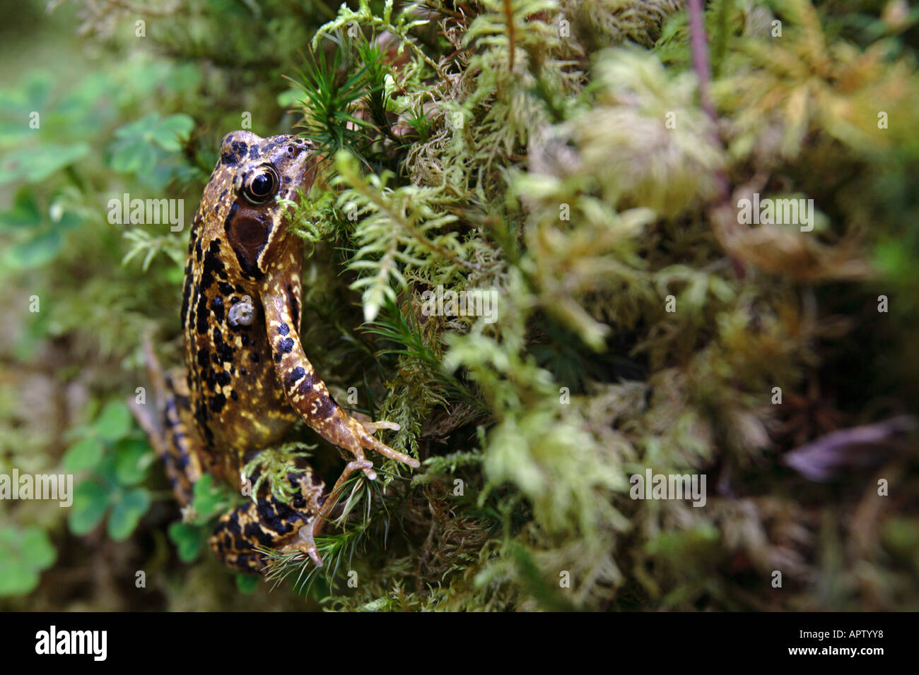 Irish frog hi-res stock photography and images - Alamy