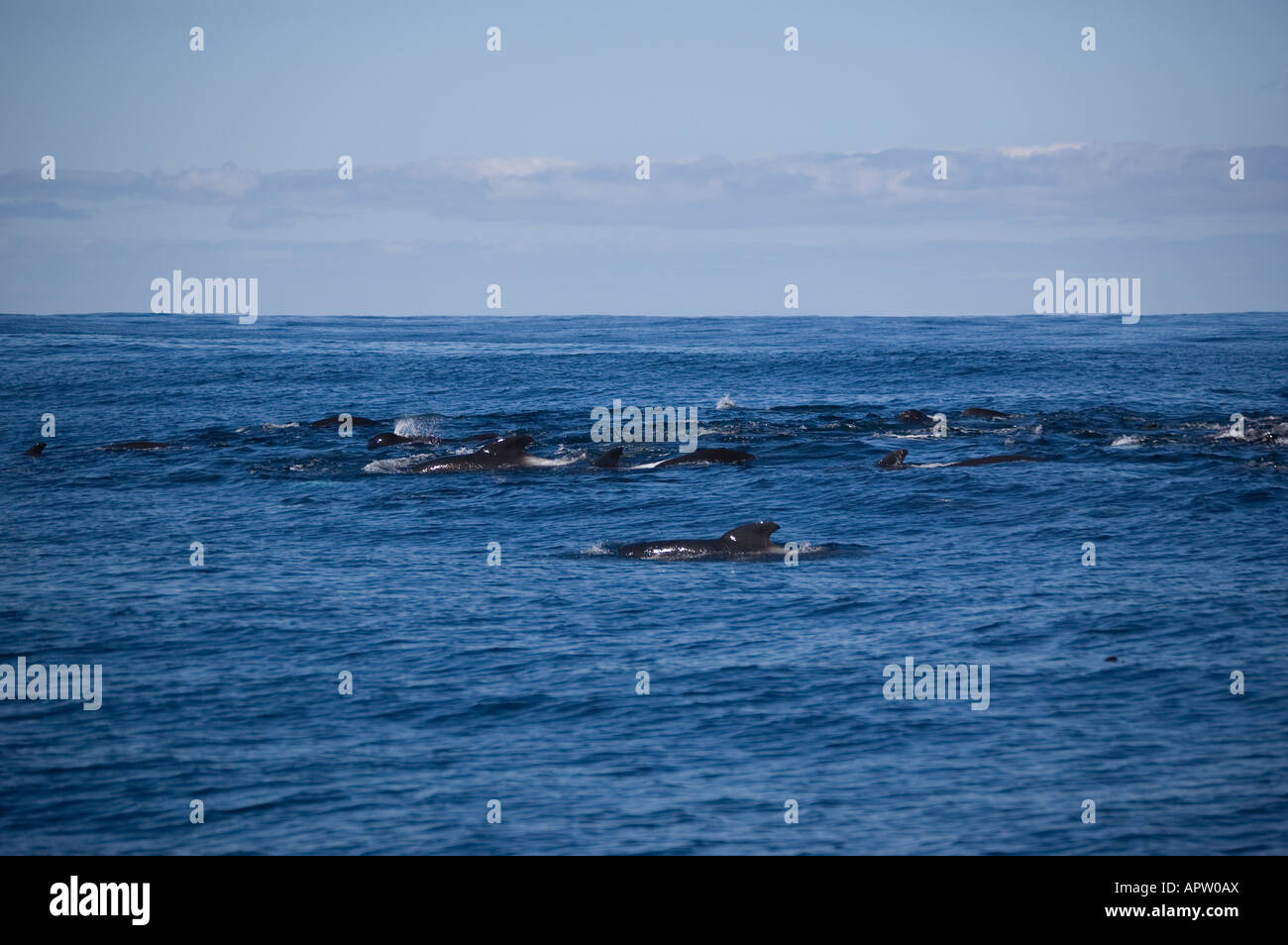 Long-finned Pilot Whales (Globicephala malaena) Kaikoura New Zealand ...