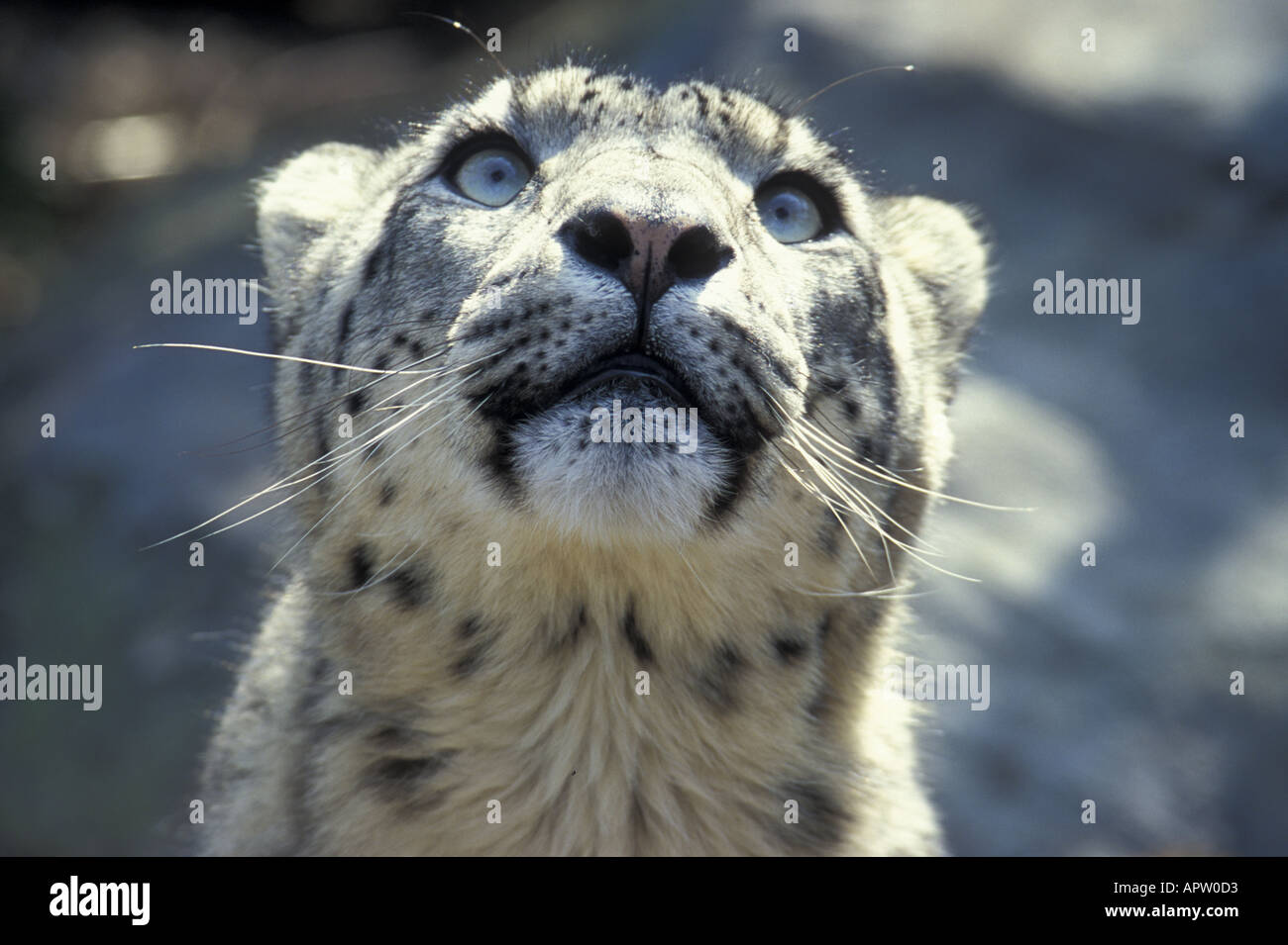 Snow leopard markings hi-res stock photography and images - Alamy