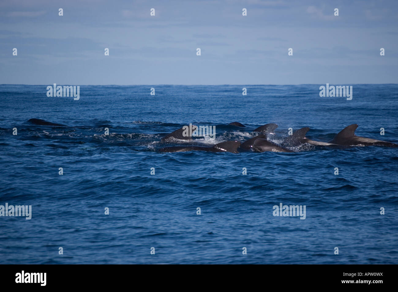 Globicephala malaena hi-res stock photography and images - Alamy