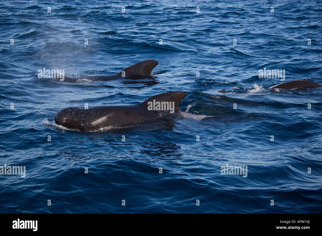 Long-finned Pilot Whales (Globicephala malaena) Kaikoura New Zealand ...