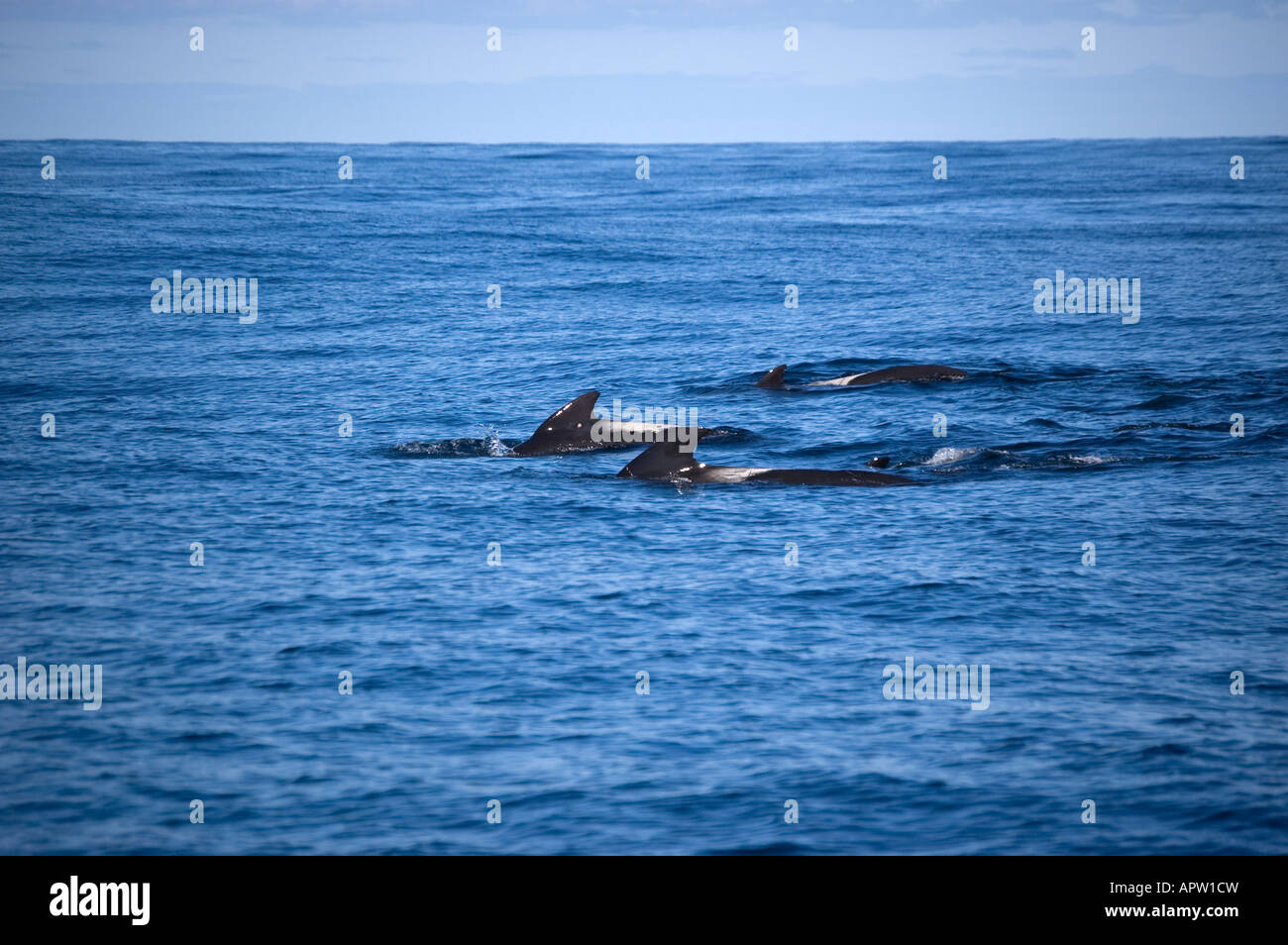 Malaena hi-res stock photography and images - Alamy