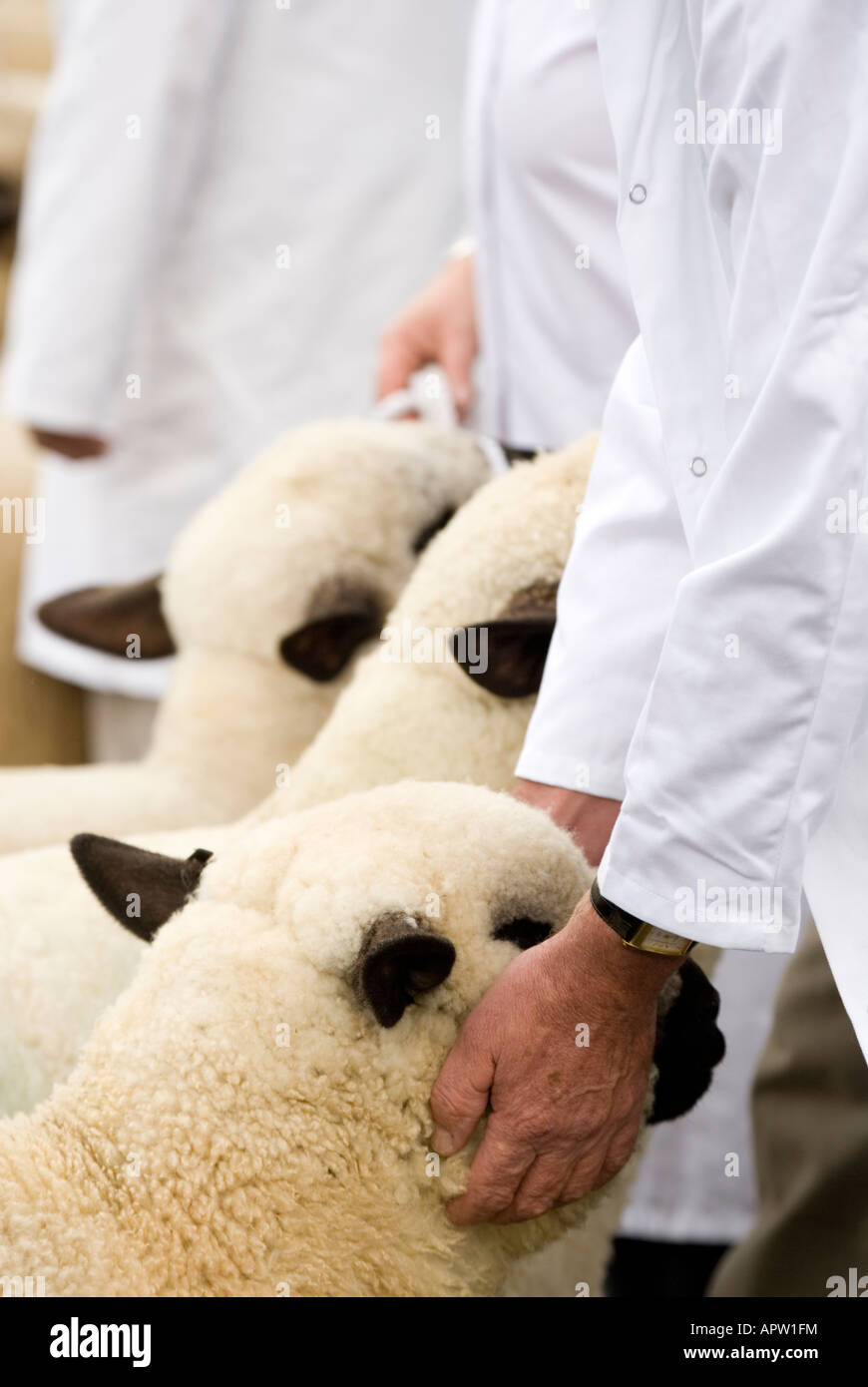 Sheep judging hi-res stock photography and images - Alamy