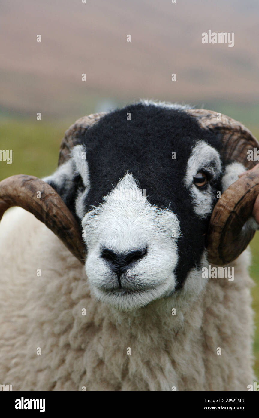 Swaledale ram in field , North Yorkshire Stock Photo - Alamy