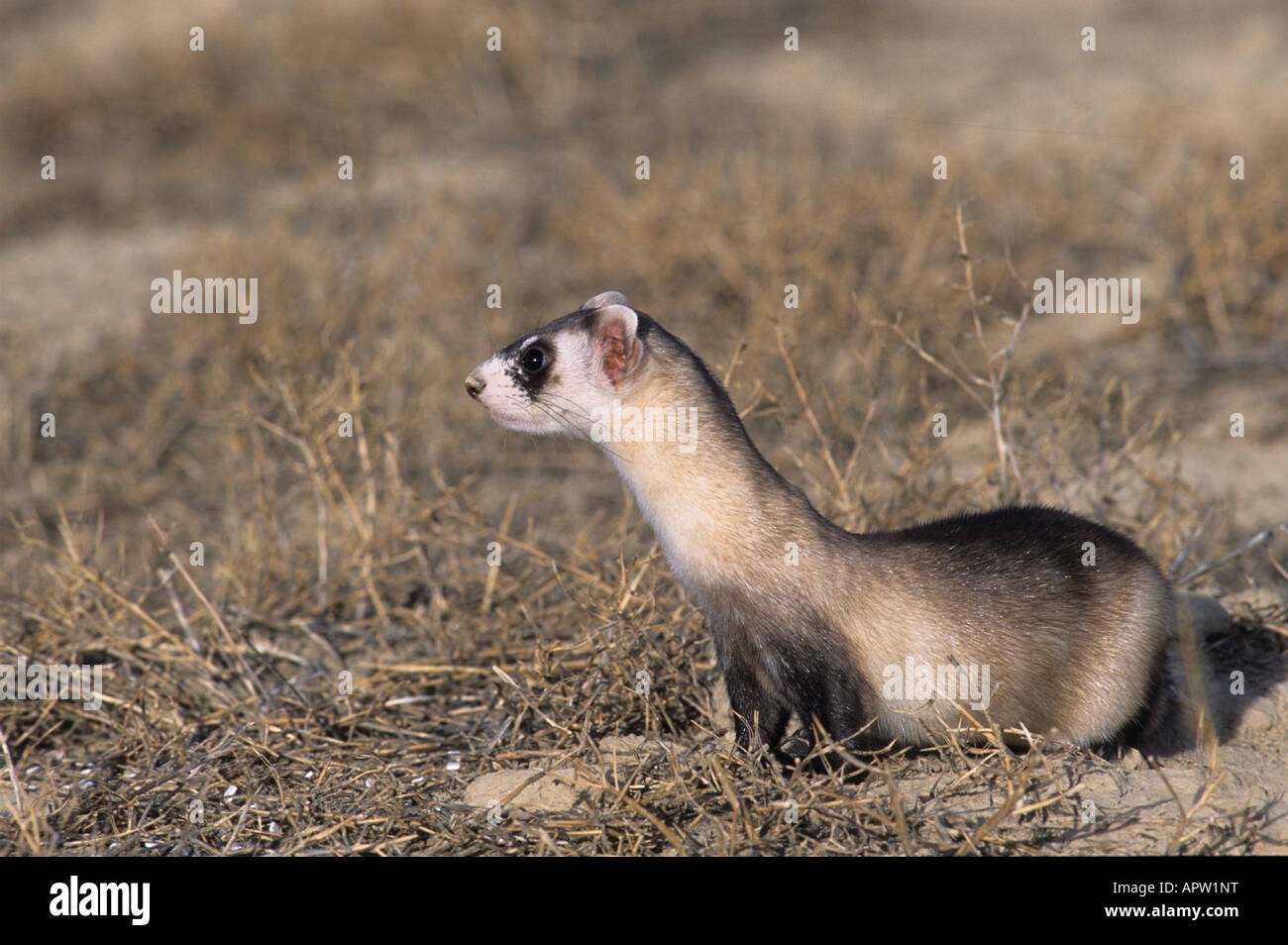 Stock photo of a wild black-footed ferret surveying the landscape ...