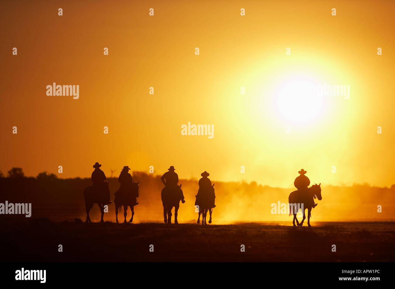 Anna creek cattle hi-res stock photography and images - Alamy