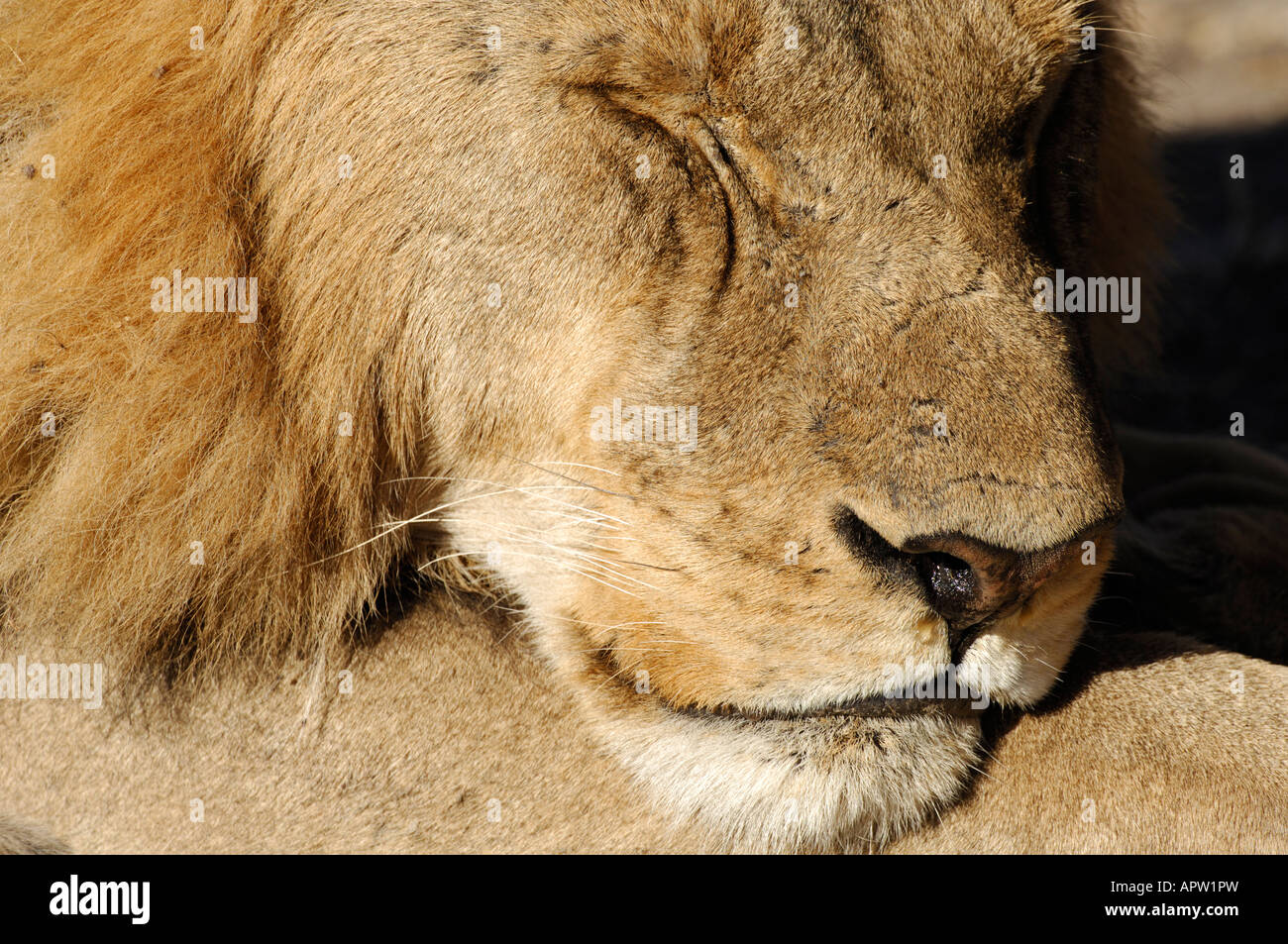 Closeup of a Lion s Face Stock Photo - Alamy