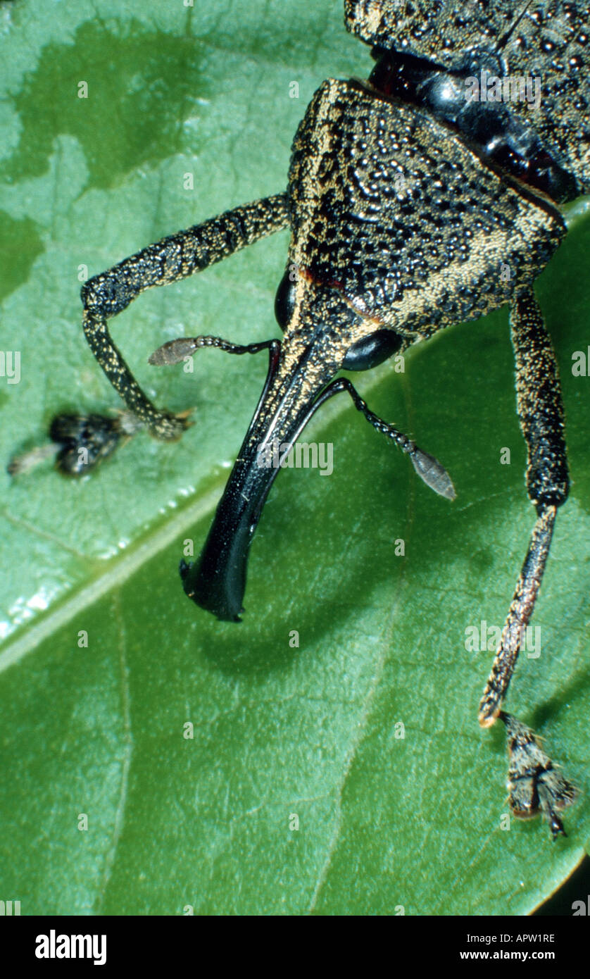 snout beetles, weevils (true weevils) (Curculionidae), head with beak ...