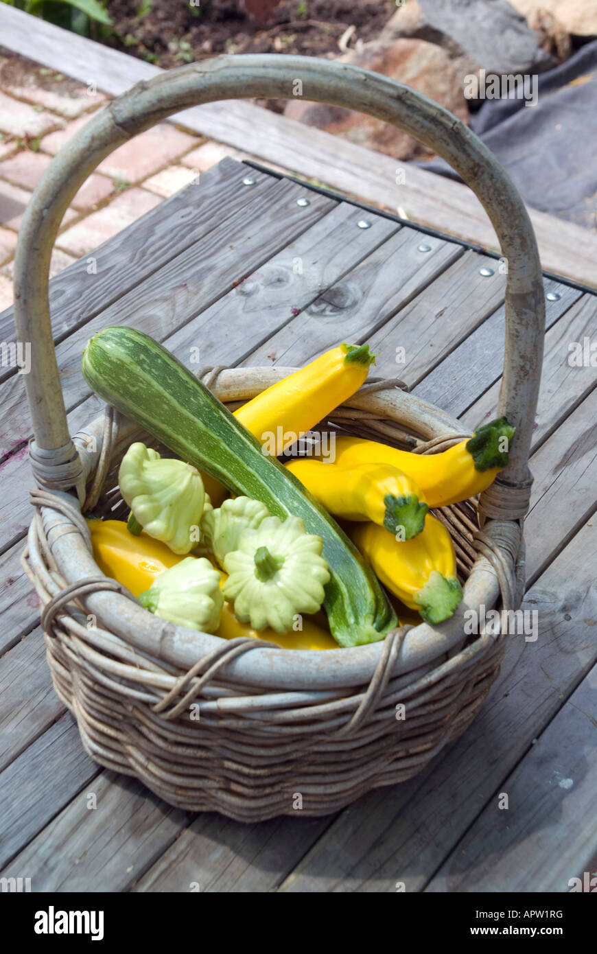 A basket of harvested cucurbits zucchini and squash of different ...