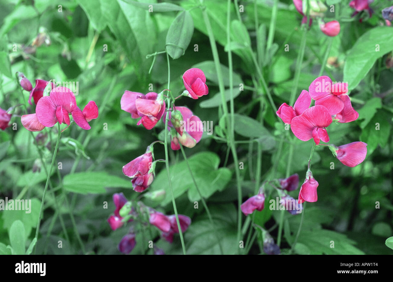 Tuberous pea plant hi-res stock photography and images - Alamy