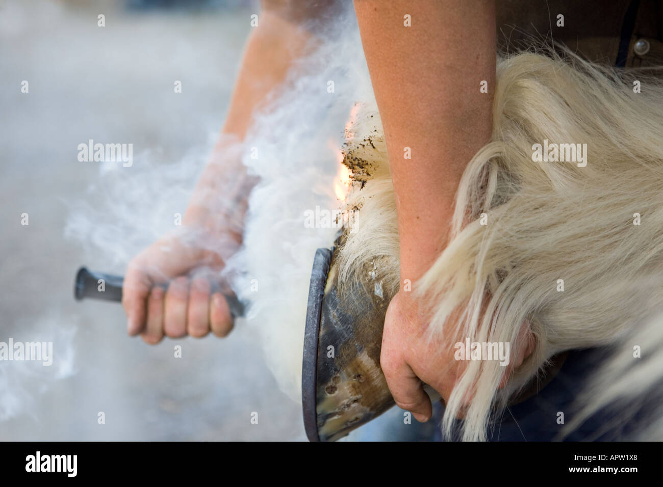 Farrier burning on new horse shoe Stock Photo - Alamy