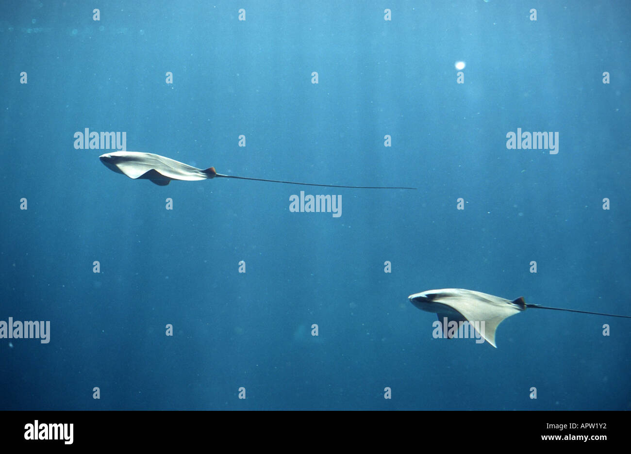 Cownose ray florida hi-res stock photography and images - Alamy