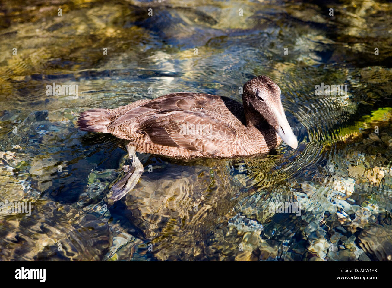Brown duck in shallow crystal-clear pond Stock Photo - Alamy