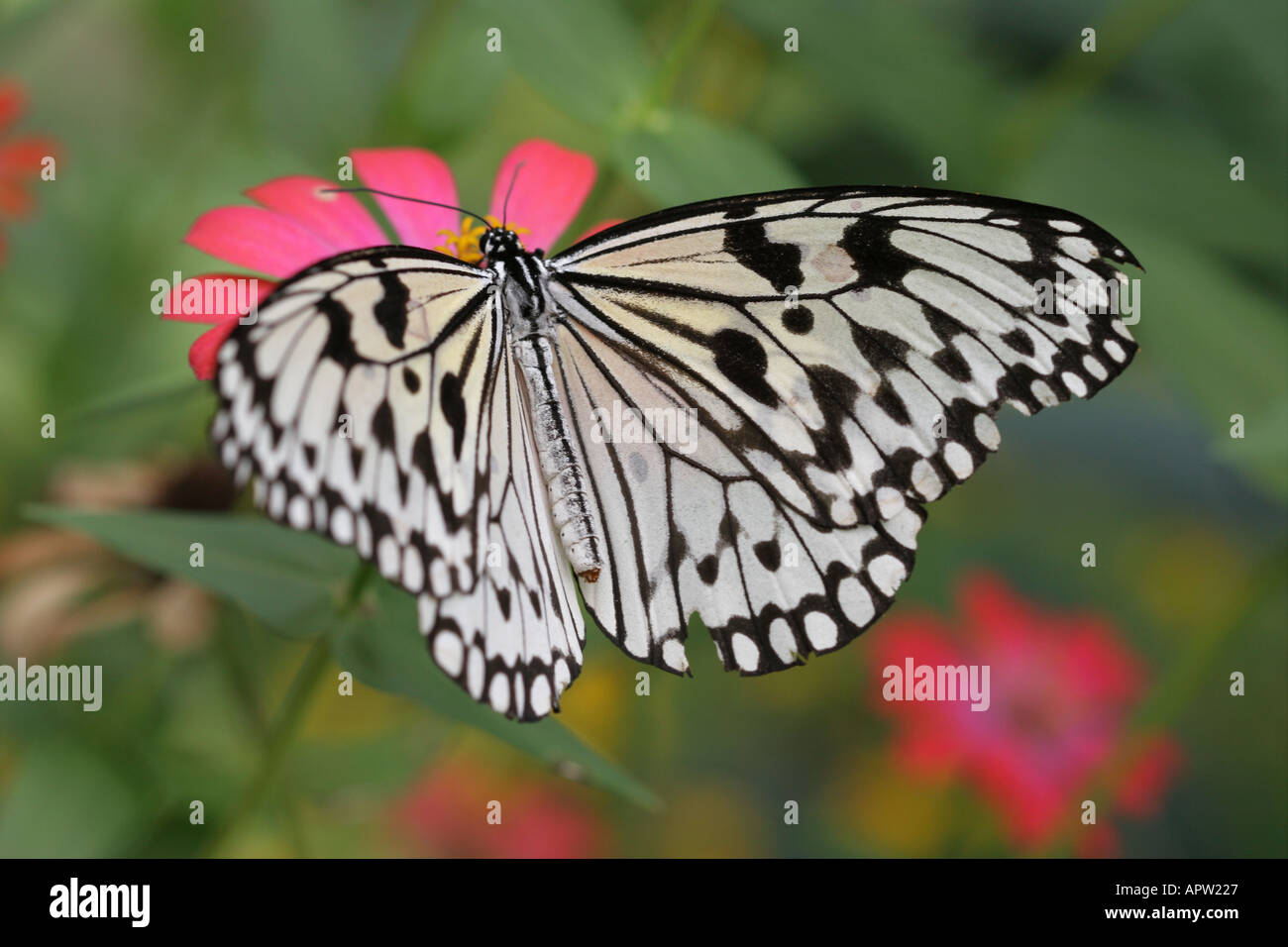 Butterfly farm penang malaysia hi-res stock photography and images - Alamy
