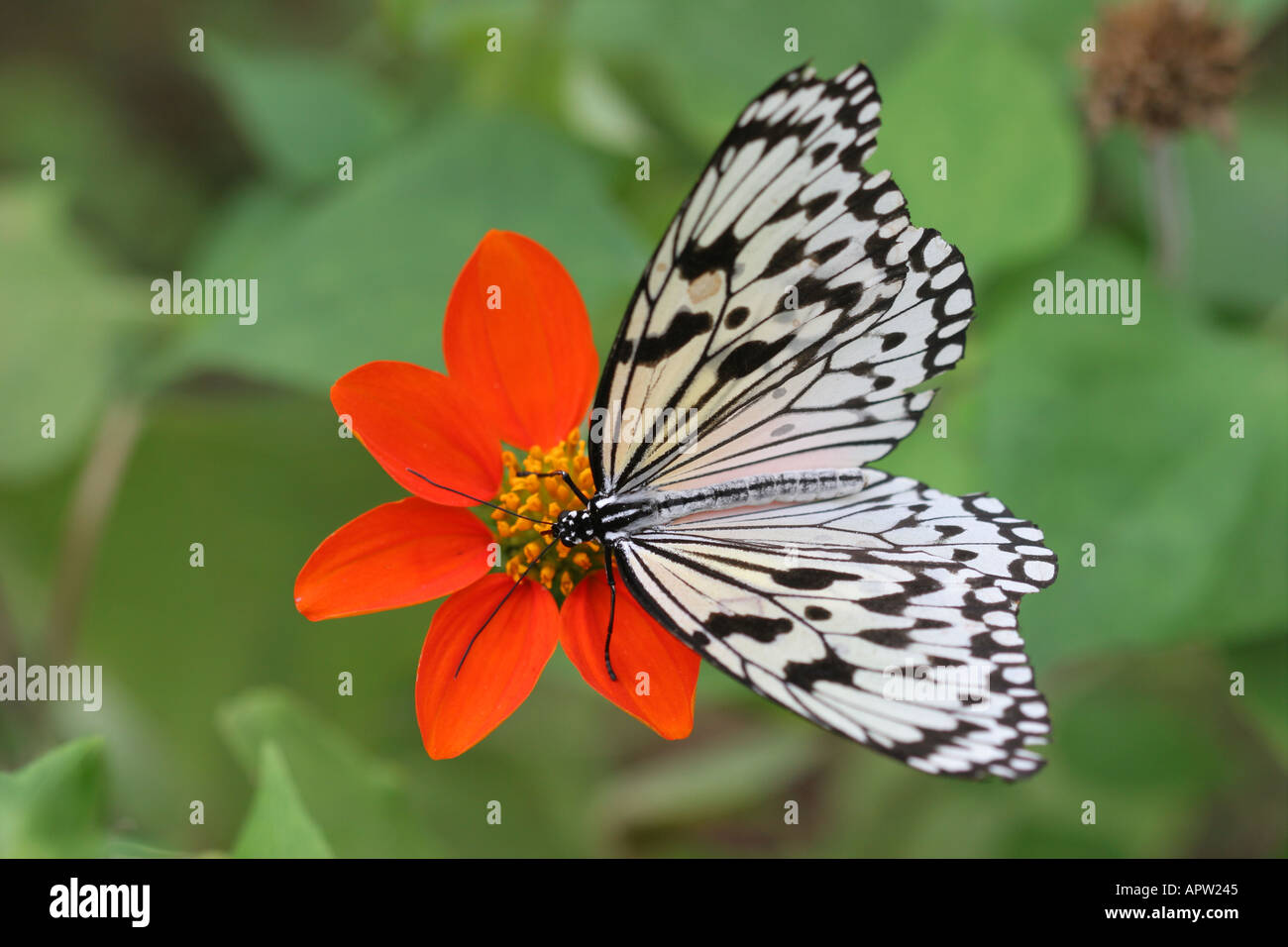 Butterfly farm penang malaysia hi-res stock photography and images - Alamy