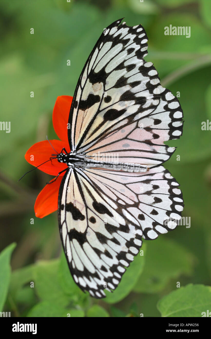 Butterfly Farm Penang Malaysia Stock Photo - Alamy