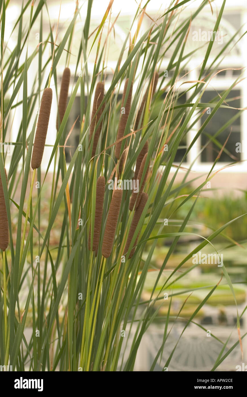 Victorian wetlands hi-res stock photography and images - Alamy