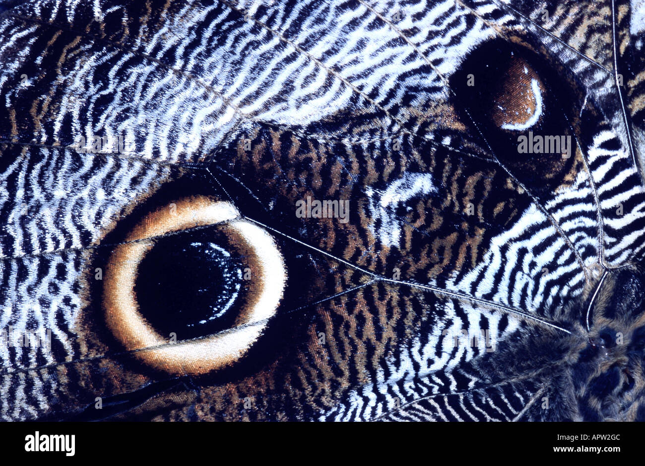 noctuid moth, detail of wing with eye spot, Germany, Mannheim Stock ...