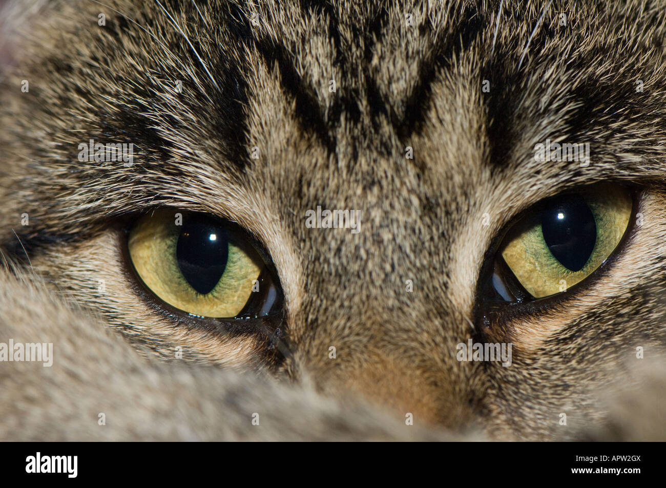 Tabby cats eye hi-res stock photography and images - Alamy