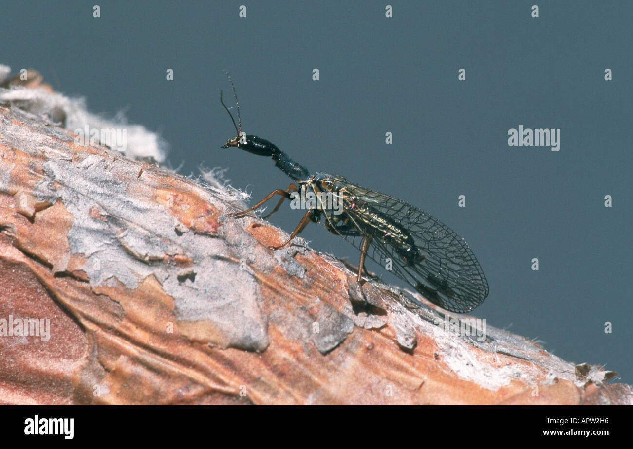 Snake flies hi-res stock photography and images - Alamy