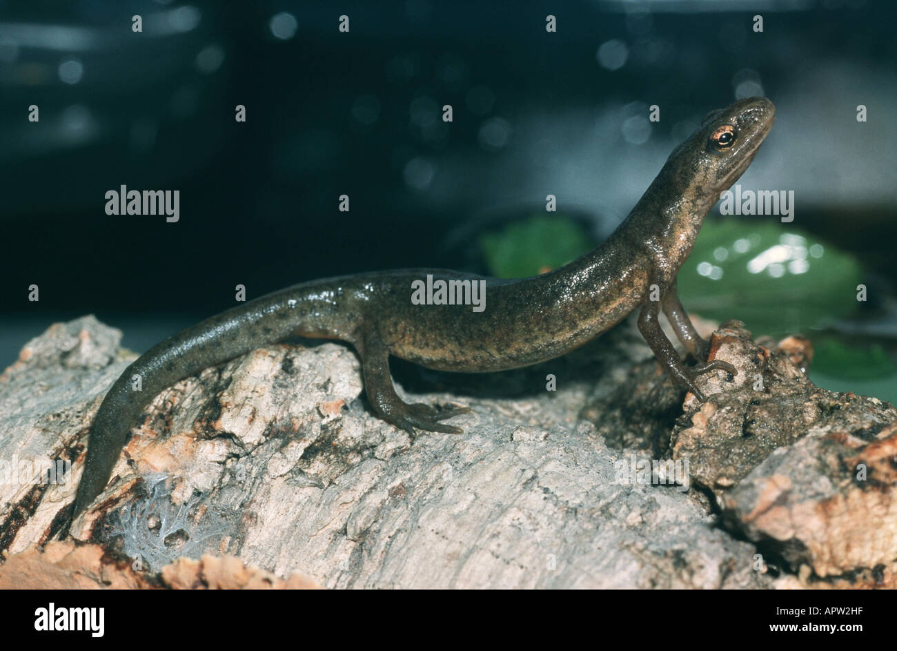 palmate newt (Triturus helveticus), Germany Stock Photo - Alamy