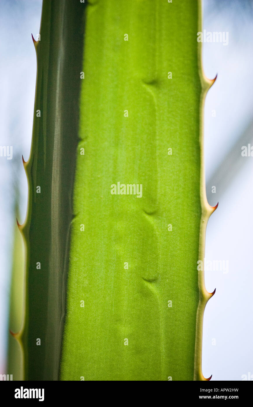 Cactus leaf close up Stock Photo - Alamy