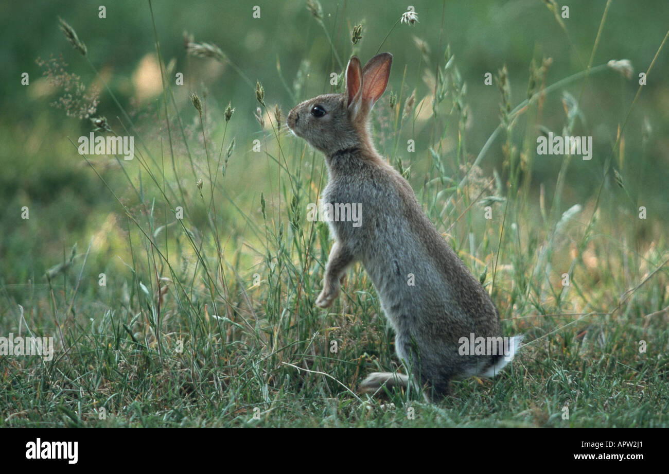 European rabbit (Oryctolagus cuniculus), Germany Stock Photo - Alamy