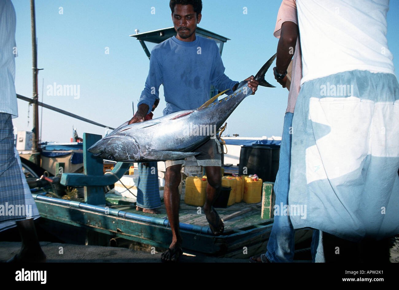 tuna (Thunnus spec.), fish market, Maldives, Male Stock Photo - Alamy