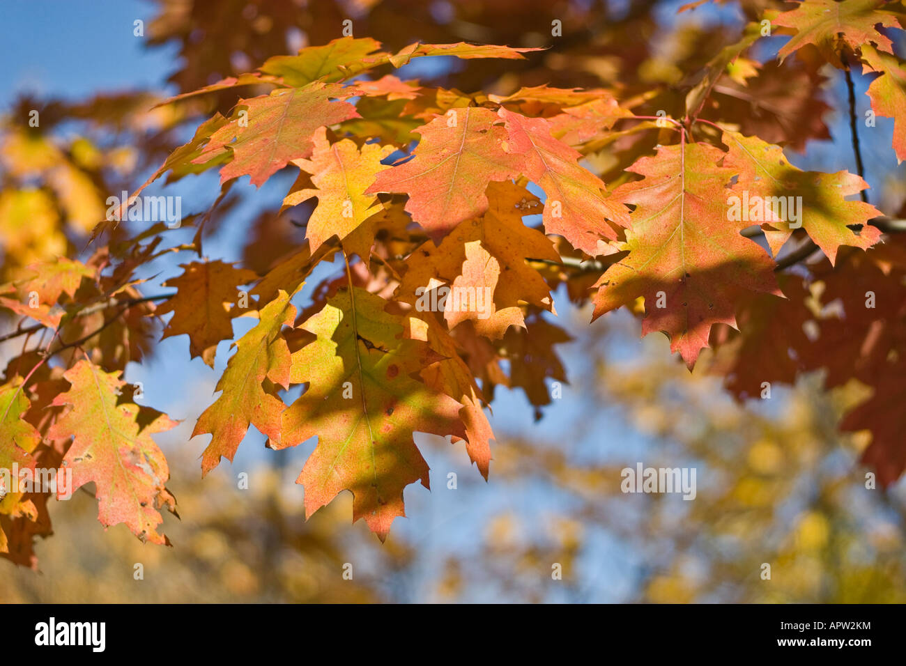 Fall foliage oak trees Stock Photo - Alamy