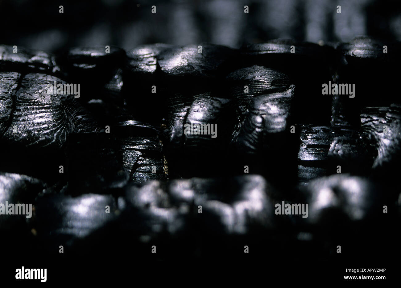 Sequoia National Park, California; detail of charred wood on fallen log ...
