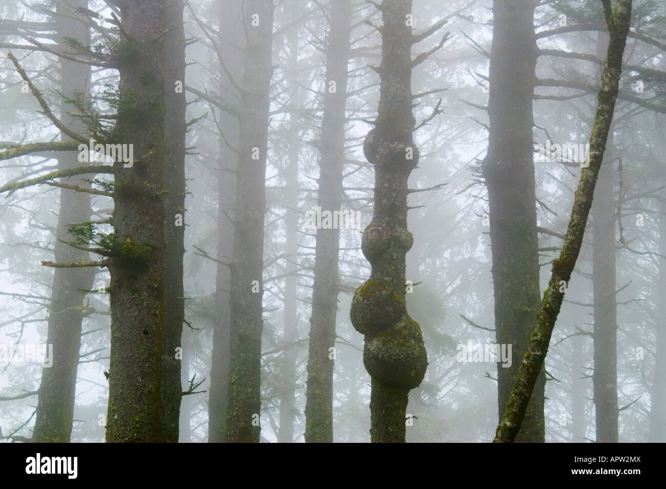 Seaside Forest in Fog Stock Photo - Alamy