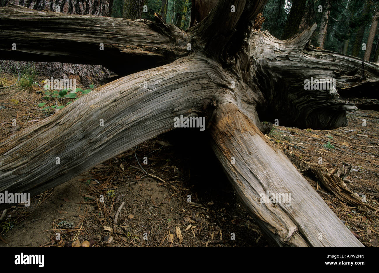 Sequoia National Park, California; roots of fallen tree Stock Photo - Alamy