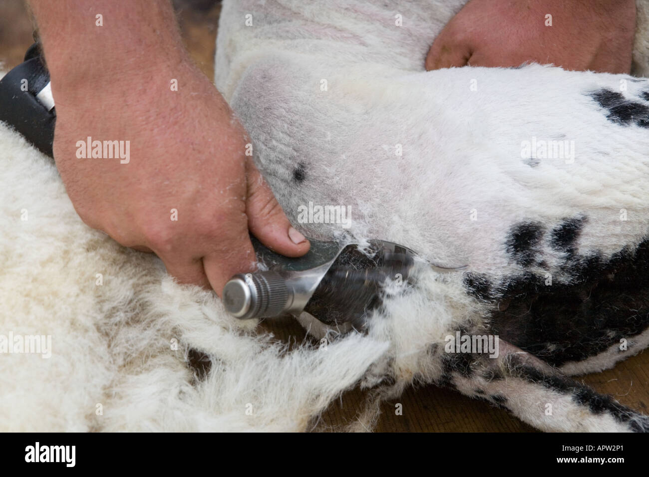 Sheep clipping hi-res stock photography and images - Alamy