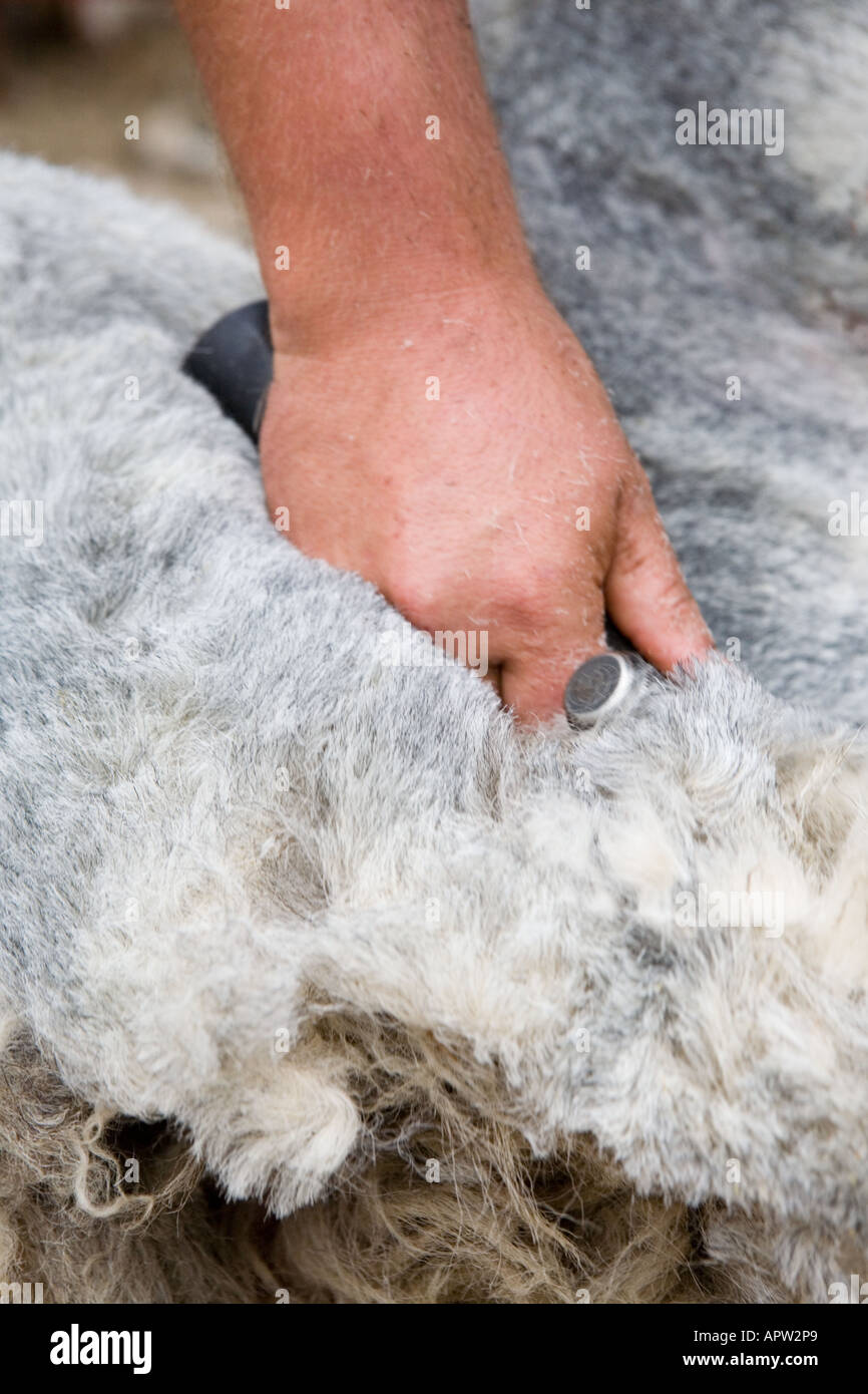 Hand shearing hi-res stock photography and images - Alamy