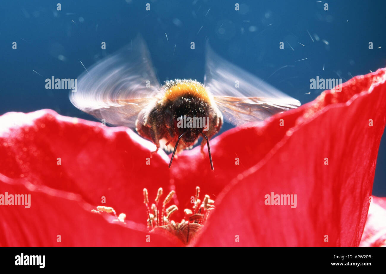 Bumble bee flying flower poppy hi-res stock photography and images - Alamy