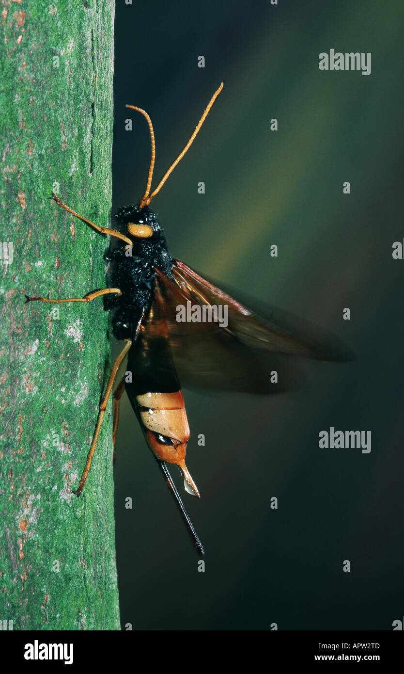 giant wood wasp, giant horntail, greater horntail (Urocerus gigas ...