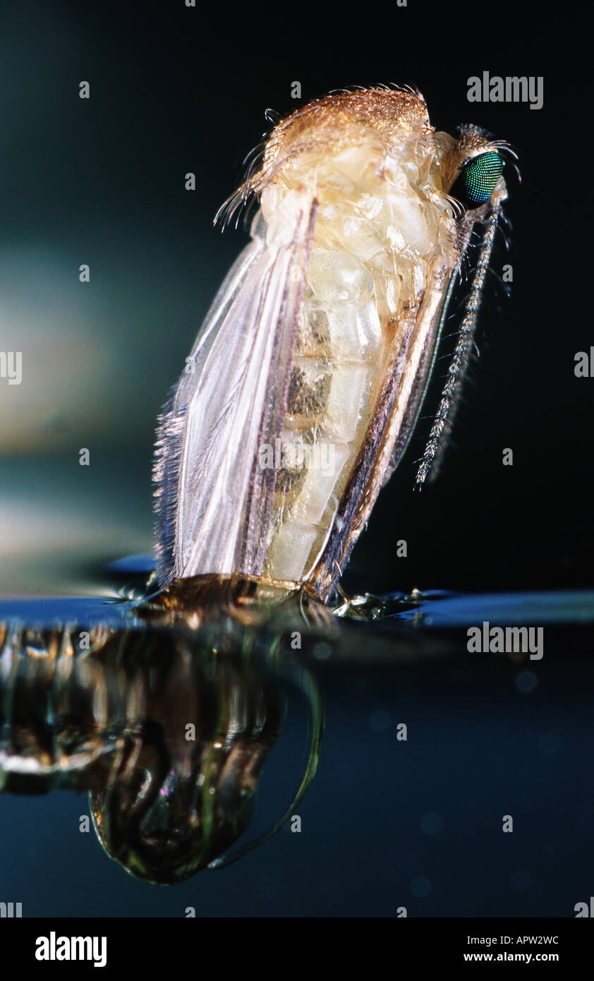house mosquito, northern common house mosquito, common gnat, house gnat ...
