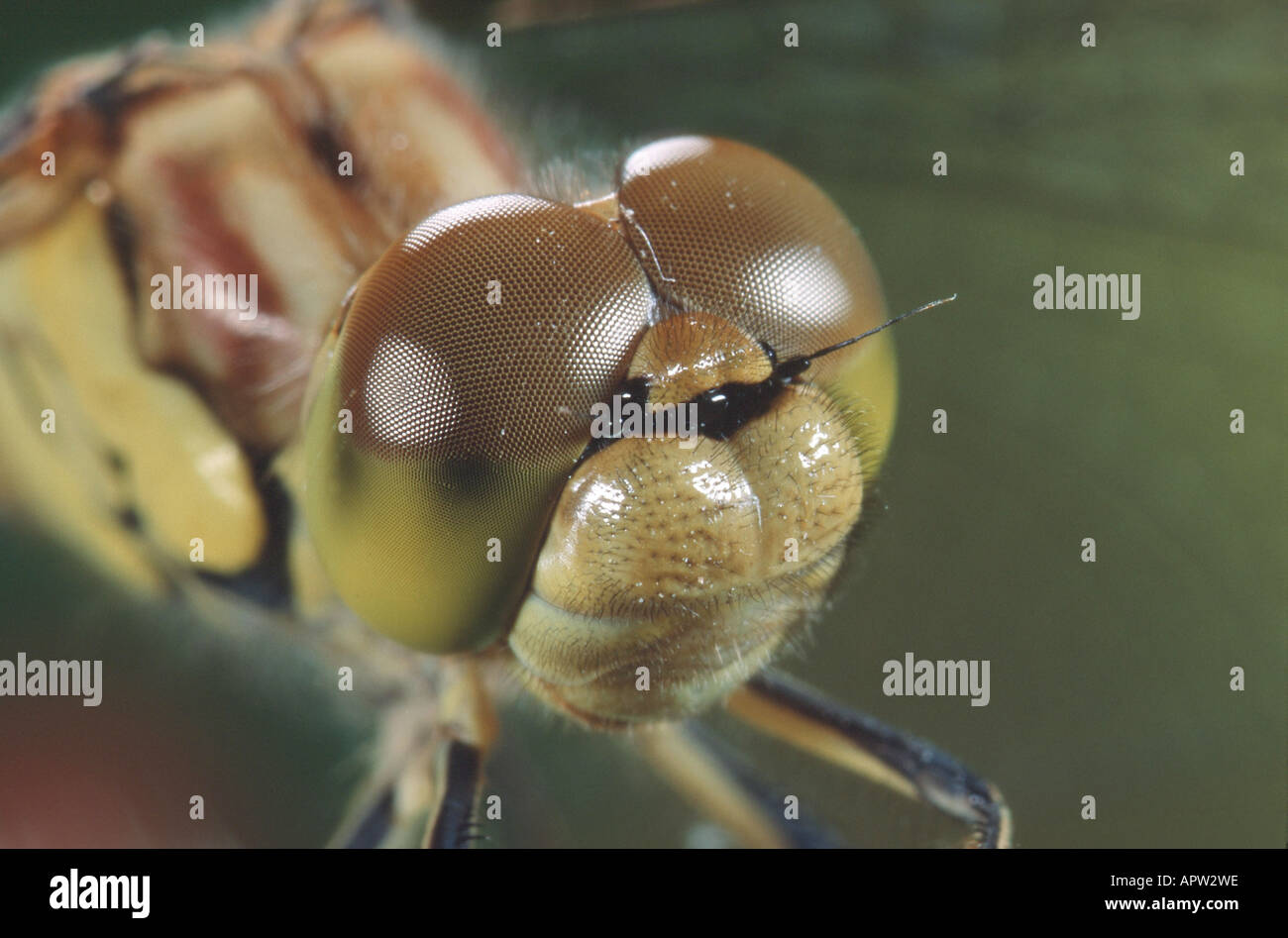 emperor dragonfly (Anax imperator), compound eyes, Belgium Stock Photo ...