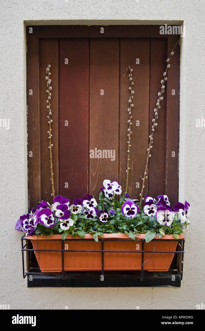 Pansies in hanging baskets hi-res stock photography and images - Alamy